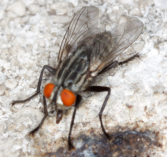 Flash and exposure for insects - BugGuide.Net