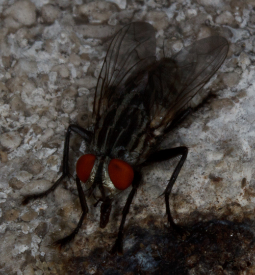 Flash and exposure for insects - BugGuide.Net